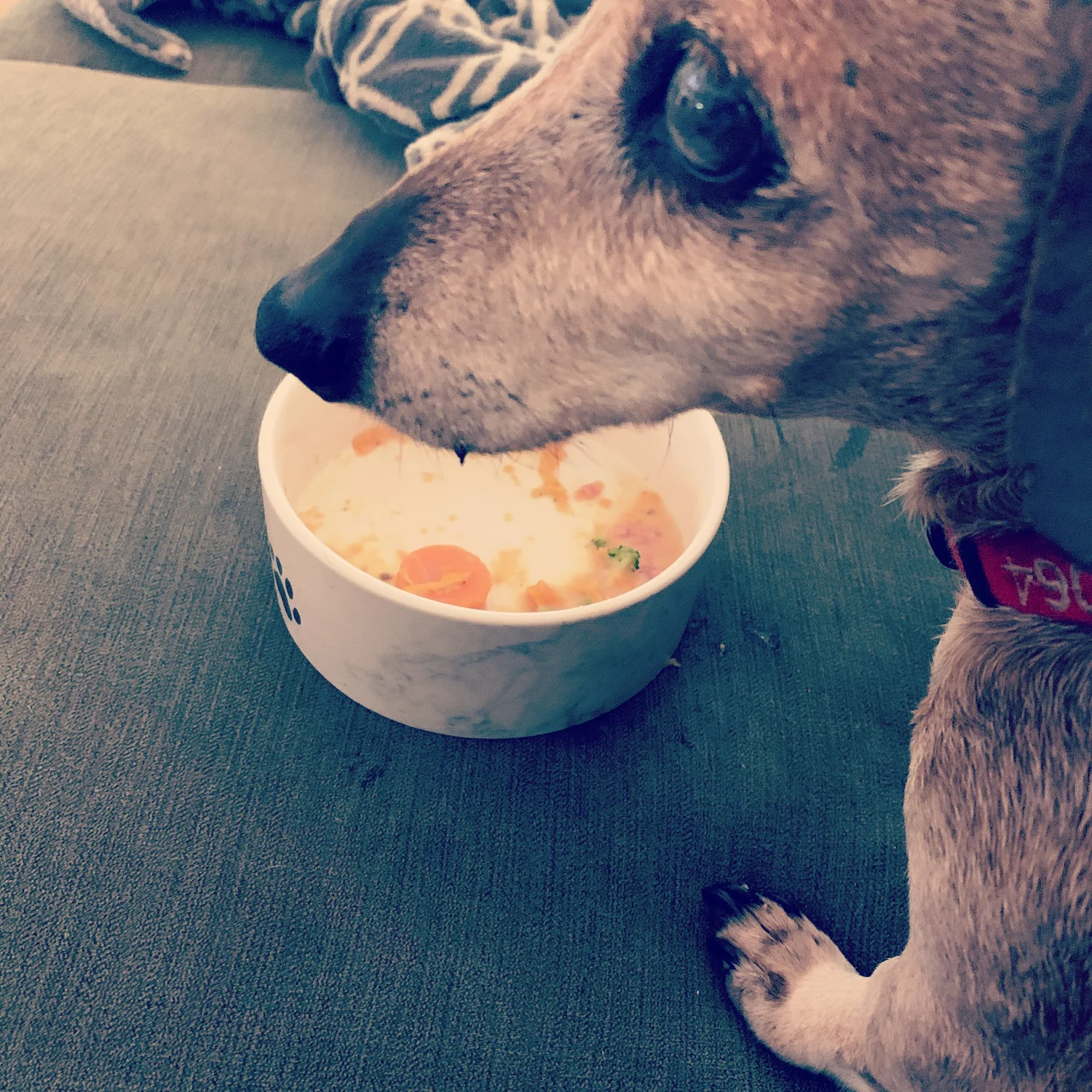 Understanding Dog Gut Acidity: Why pH Balance Matters for Digestion and ...