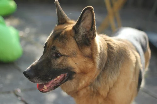 Understanding care for dogs with Masticatory Muscle Myositis. MMM ...