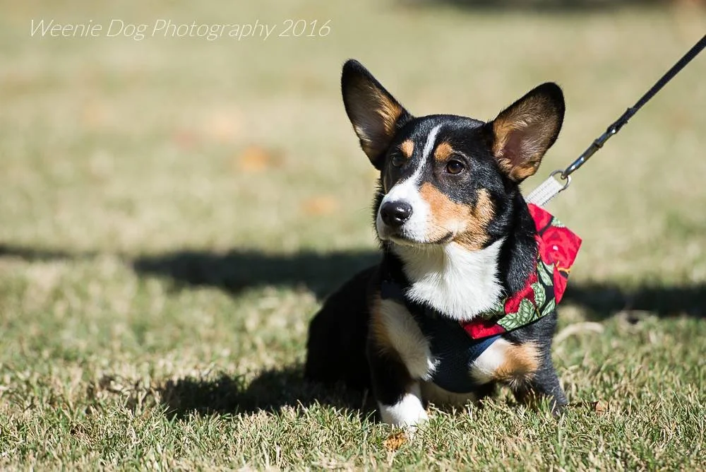 Gallbladder Sludge in Dogs