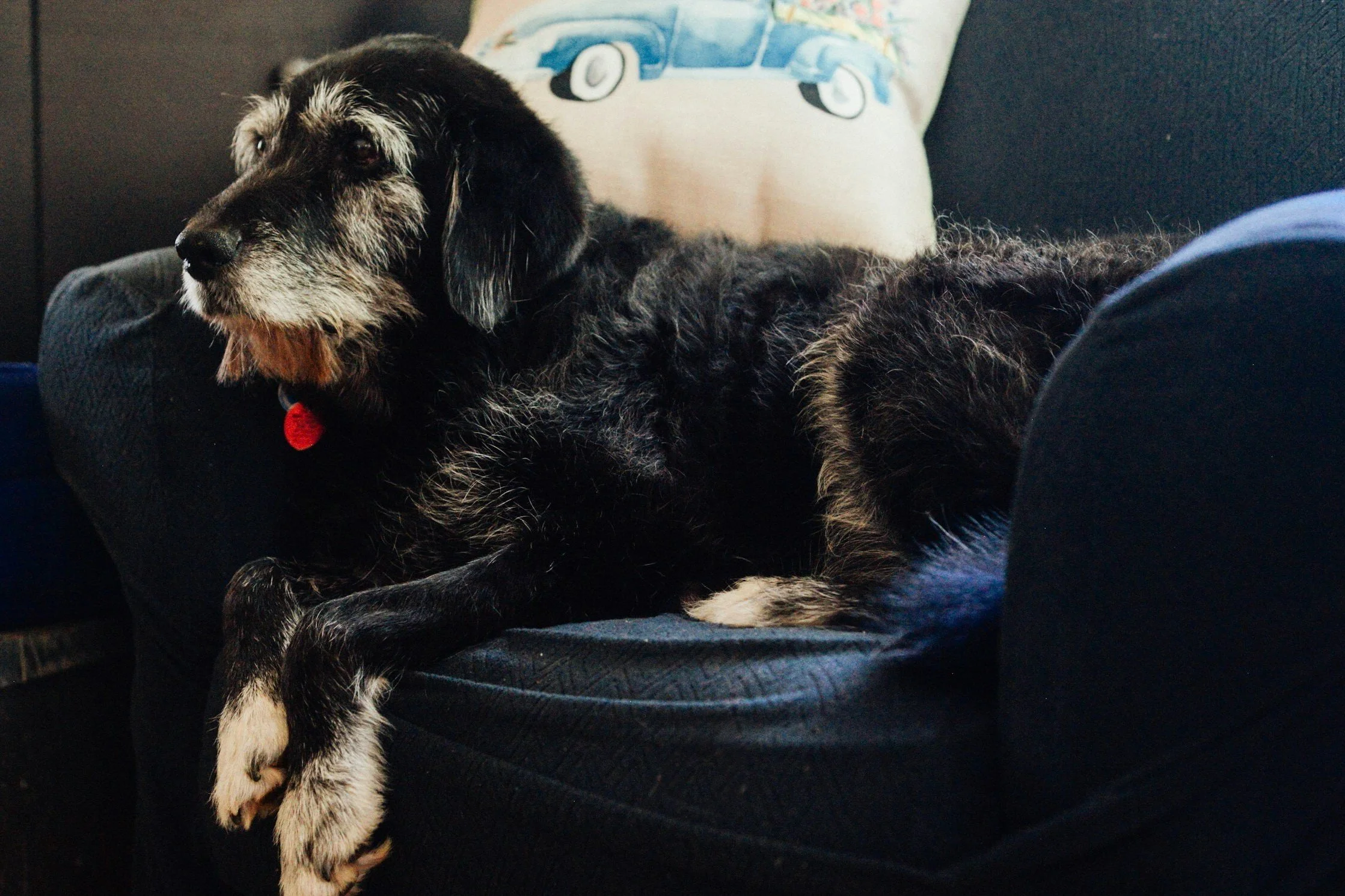 Risks and Alternatives To Librela for Dogs