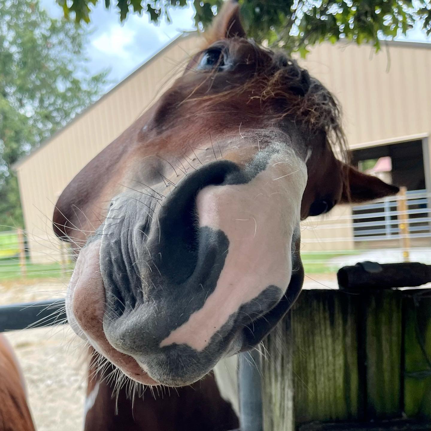 Our Residents — Randy's Rescue Ranch