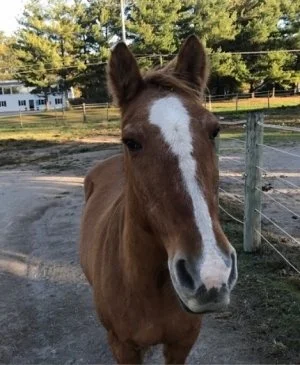 Our Residents — Randy's Rescue Ranch