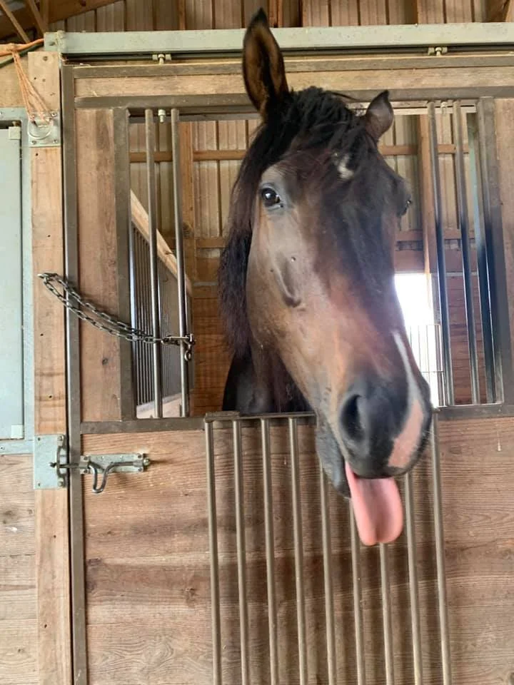 Our Residents — Randy's Rescue Ranch