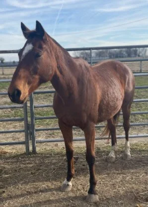 Randy's Rescue Ranch