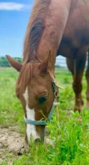 Randy's Rescue Ranch