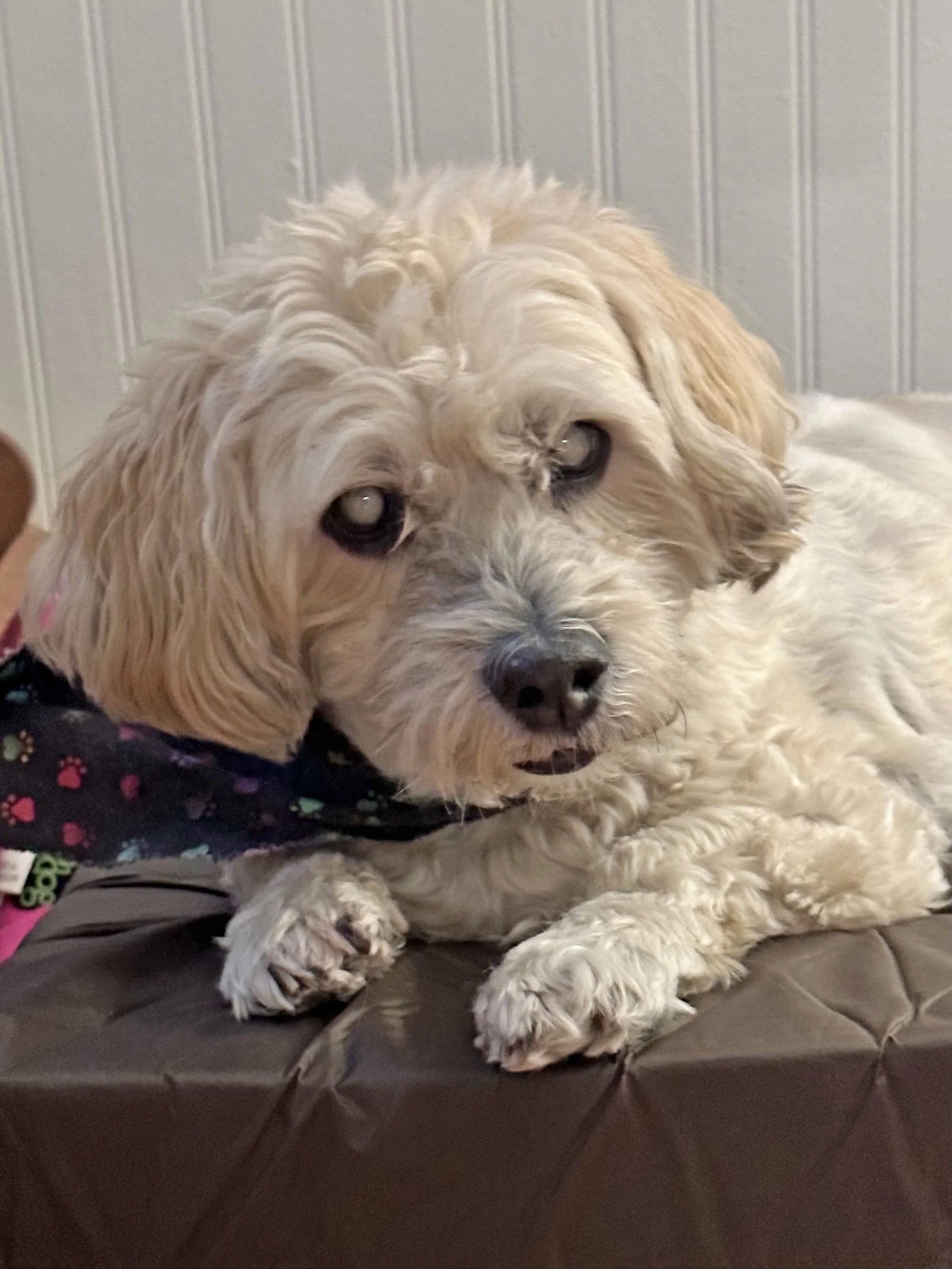 Our Residents — Randy's Rescue Ranch