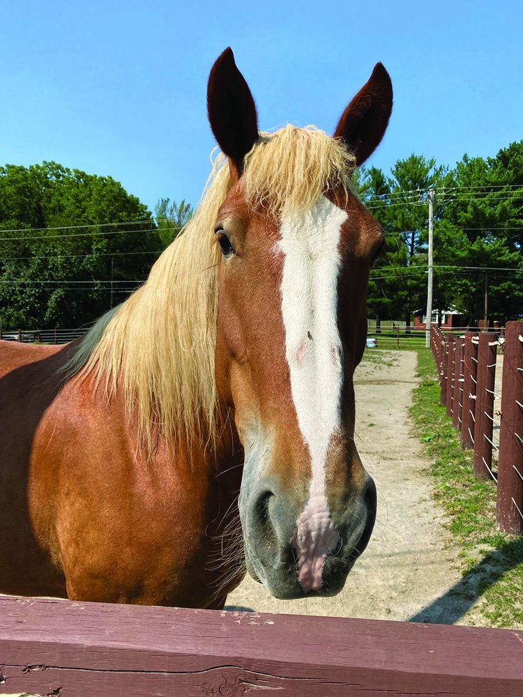Our Residents — Randy's Rescue Ranch