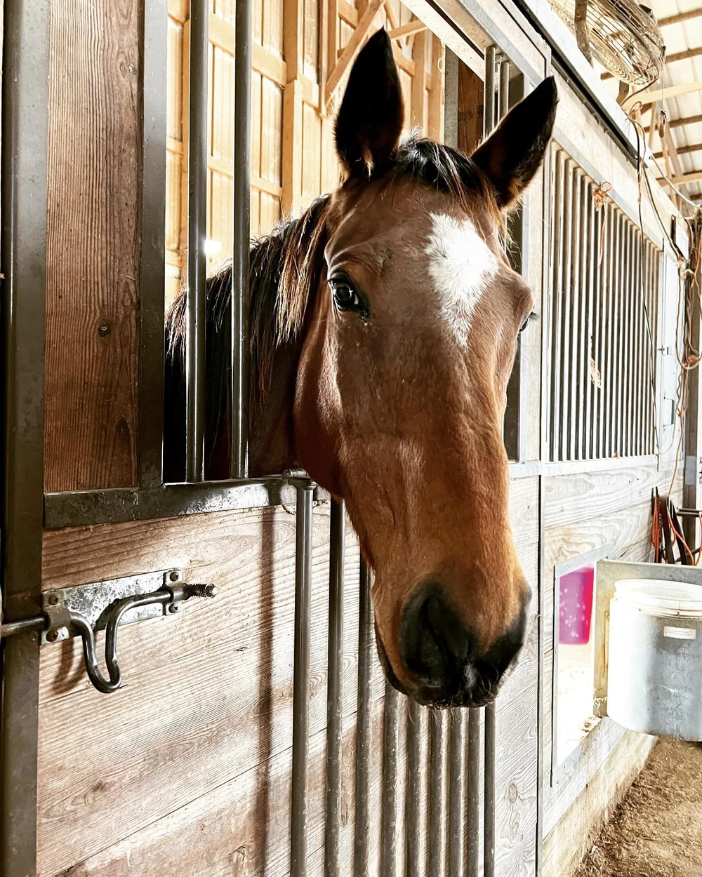 ADOPT — Randy's Rescue Ranch