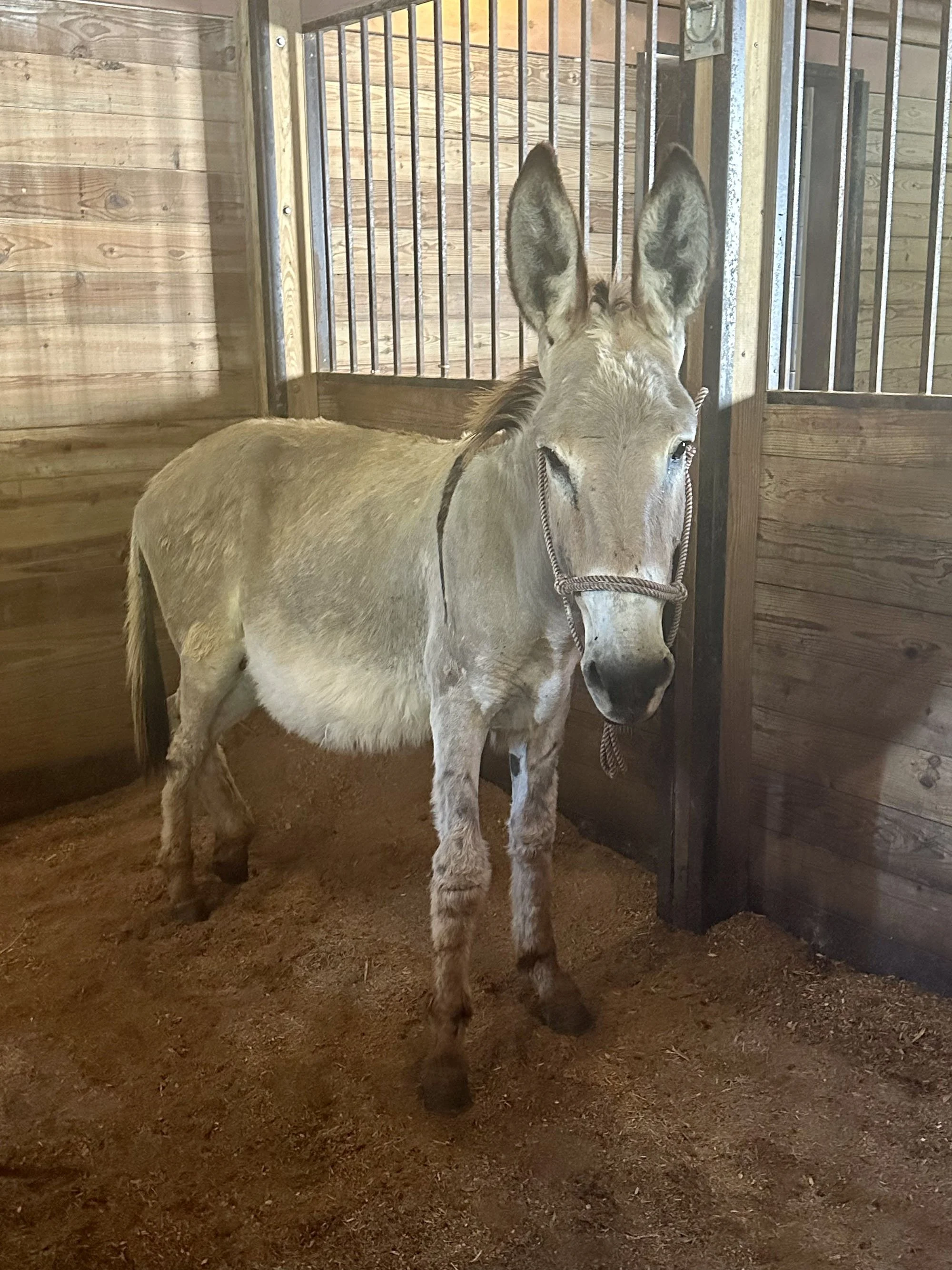 ADOPT — Randy's Rescue Ranch