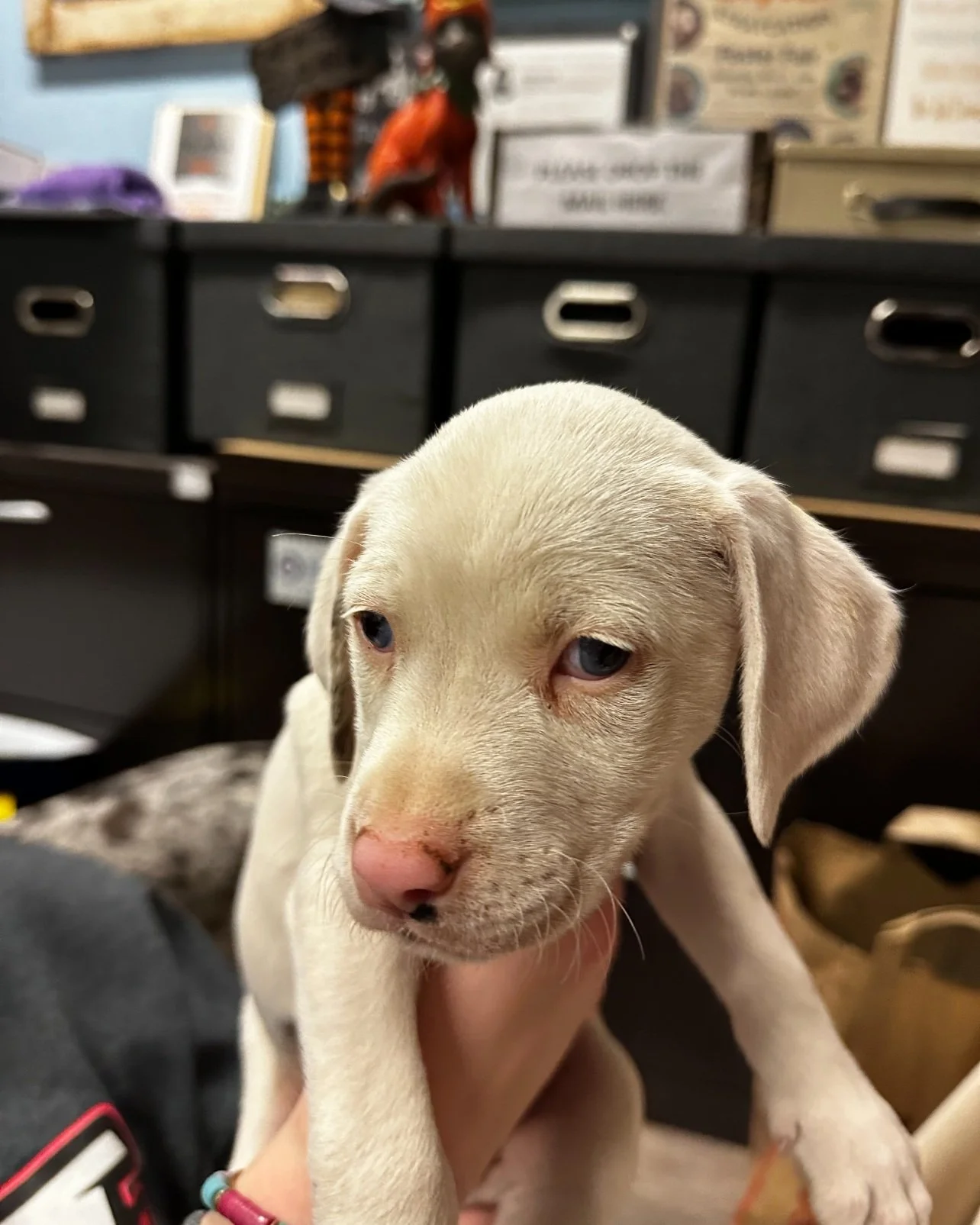 ADOPT — Randy's Rescue Ranch