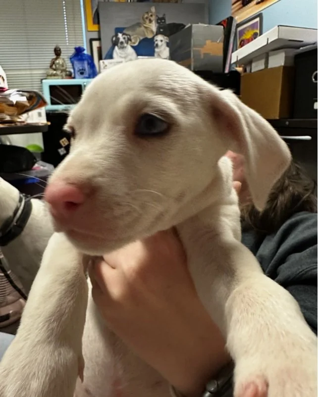 ADOPT — Randy's Rescue Ranch