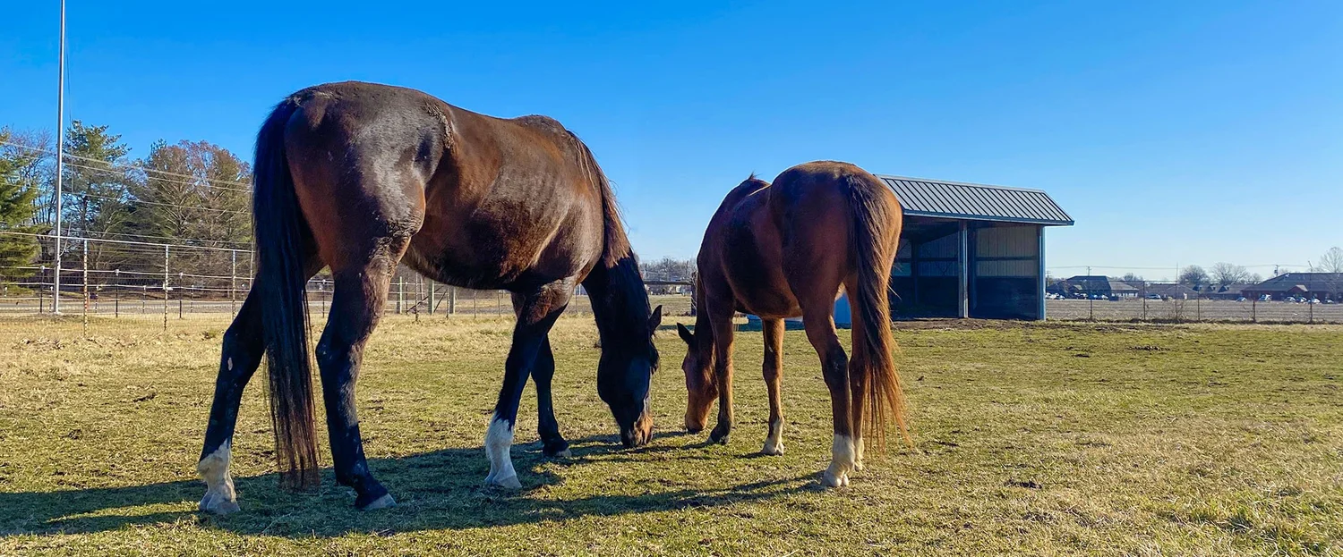 Randy's Rescue Ranch