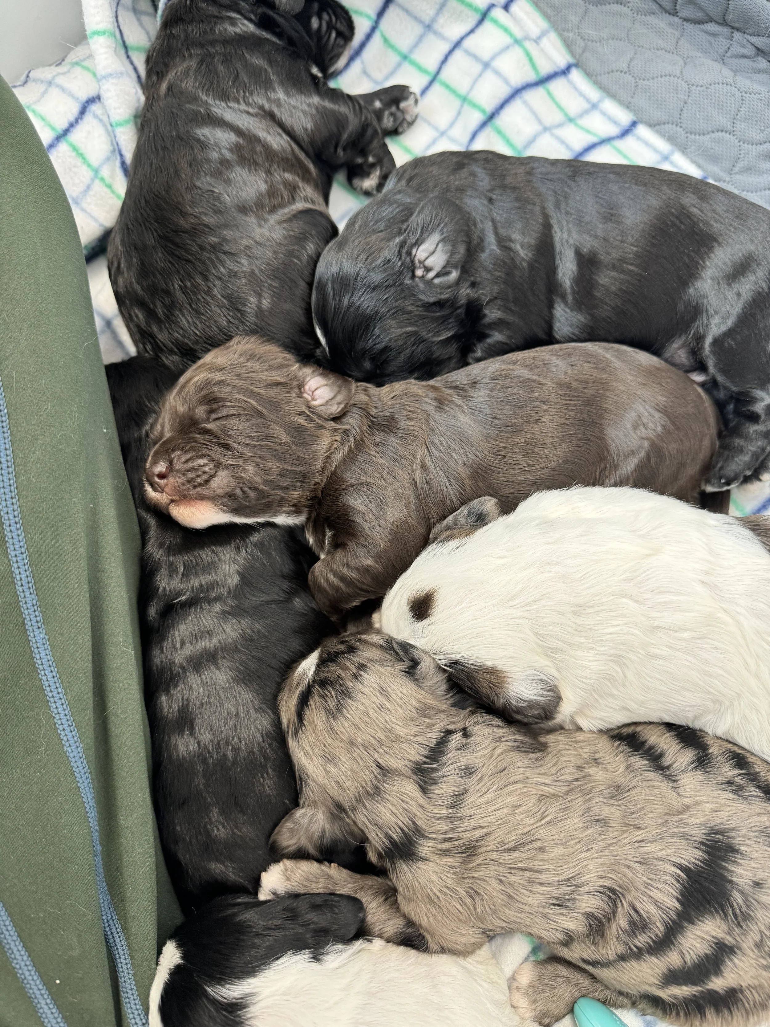 Our Instructors — Cockapoo Companions