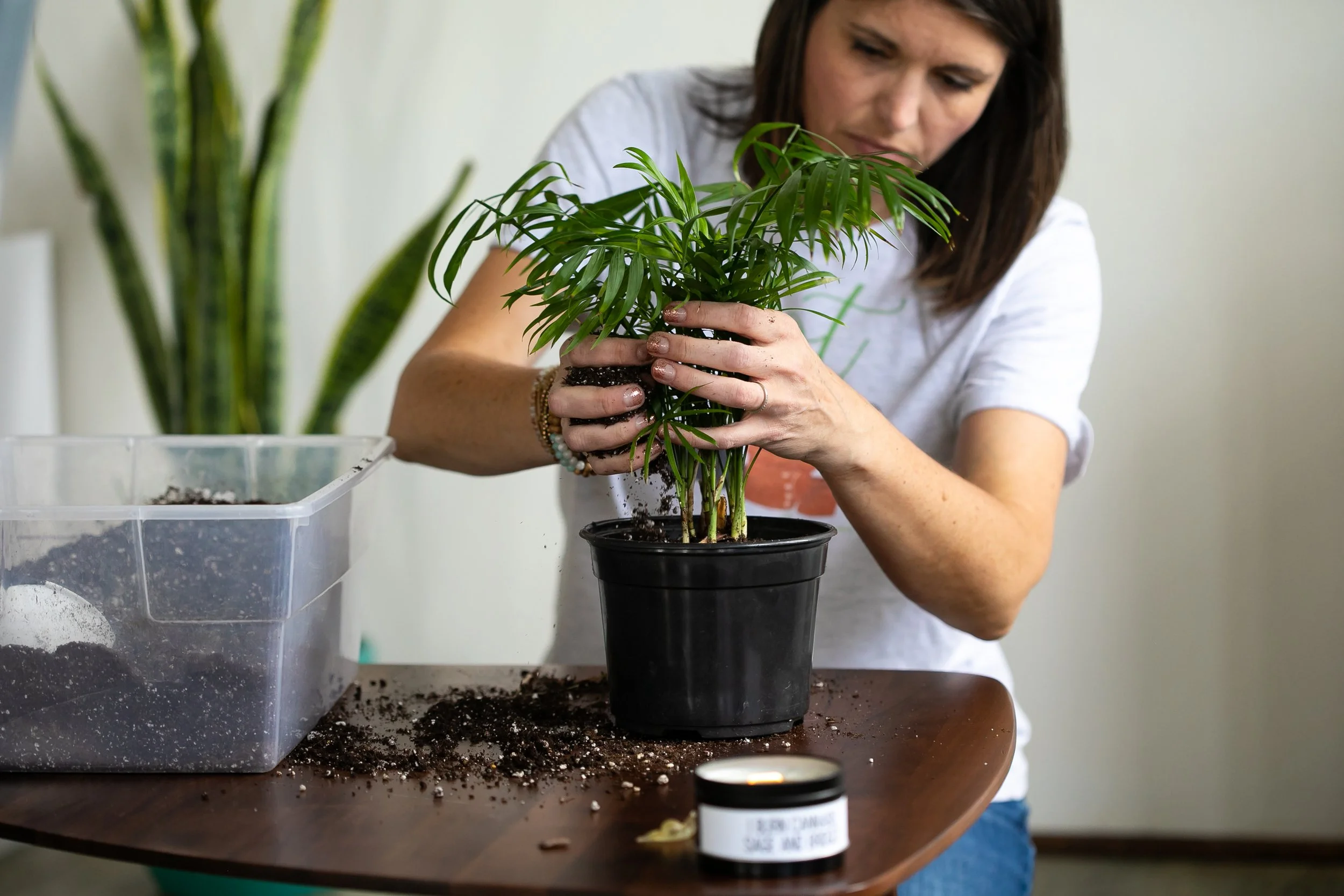 Plant Care & Maintenance — The Whorticulturist