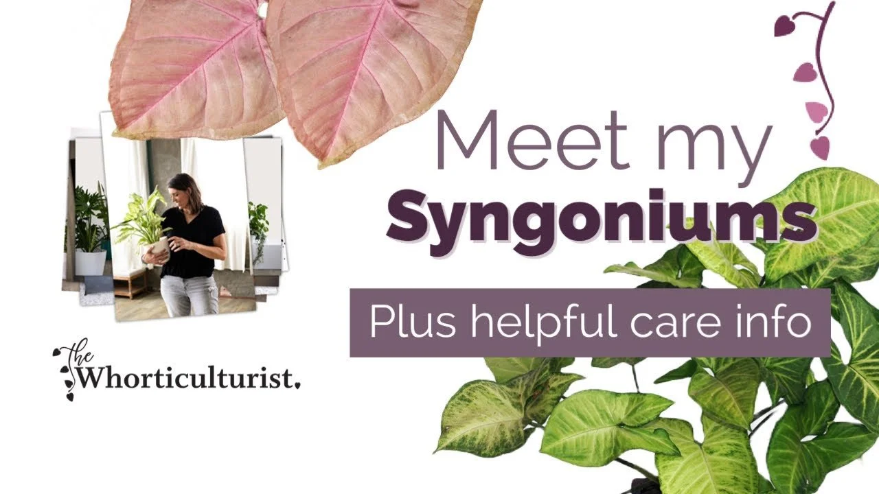 Syngonium Episode Library — The Whorticulturist