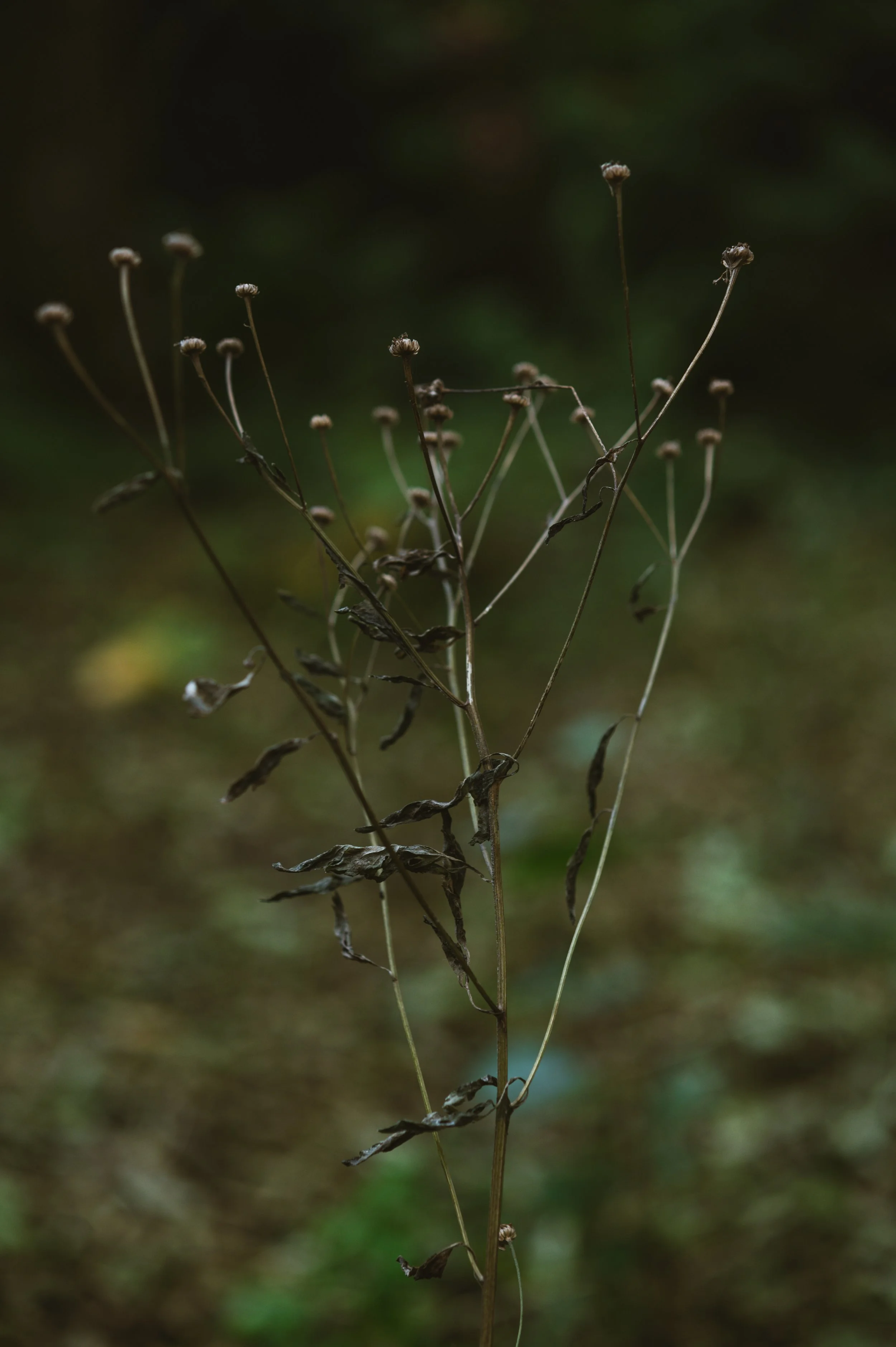 Naturalistic Garden Designs, Edinburgh Hastate Design