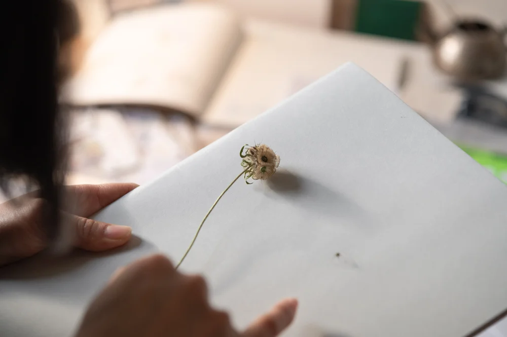 Garden Design | Planting Design | Edinburgh