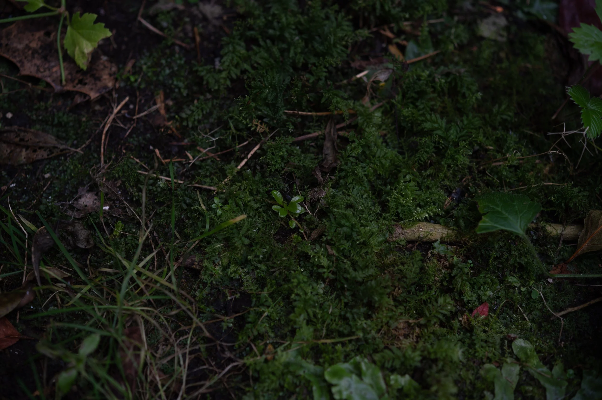 Naturalistic Garden Designs, Edinburgh | Hastate Design