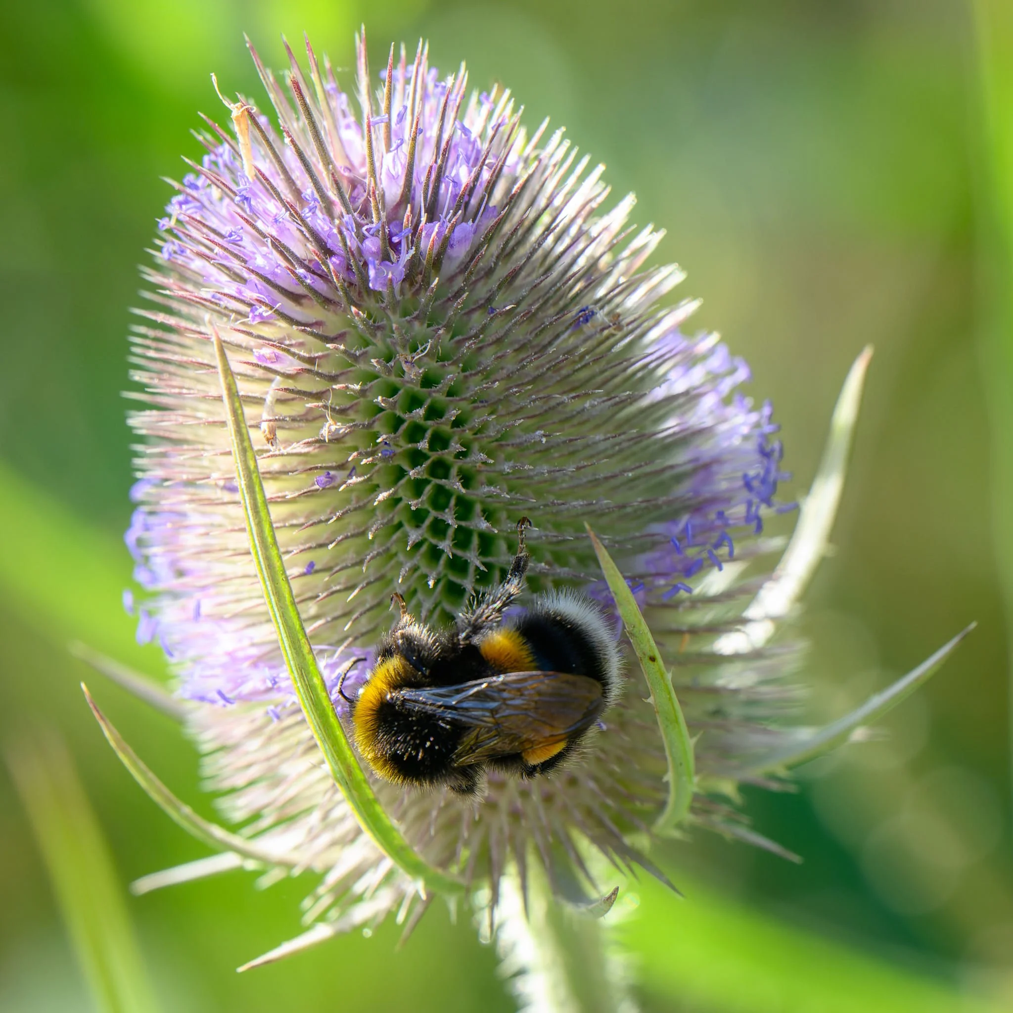 RSPB Ham Wall - Butterflies and Bees — Jonathan Jelfs Photography