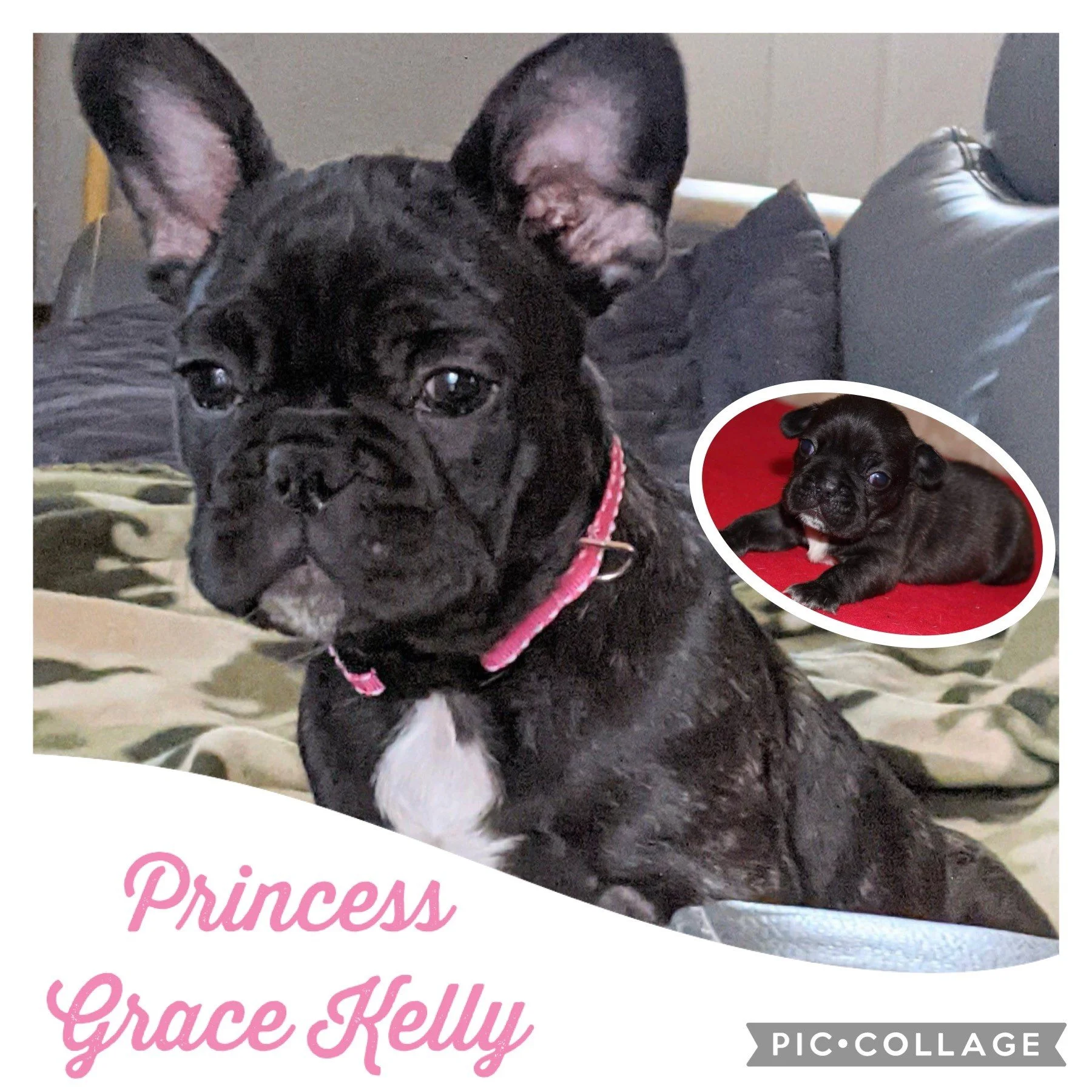 Our Frenchie Family — Regal Frenchies by Renelisa