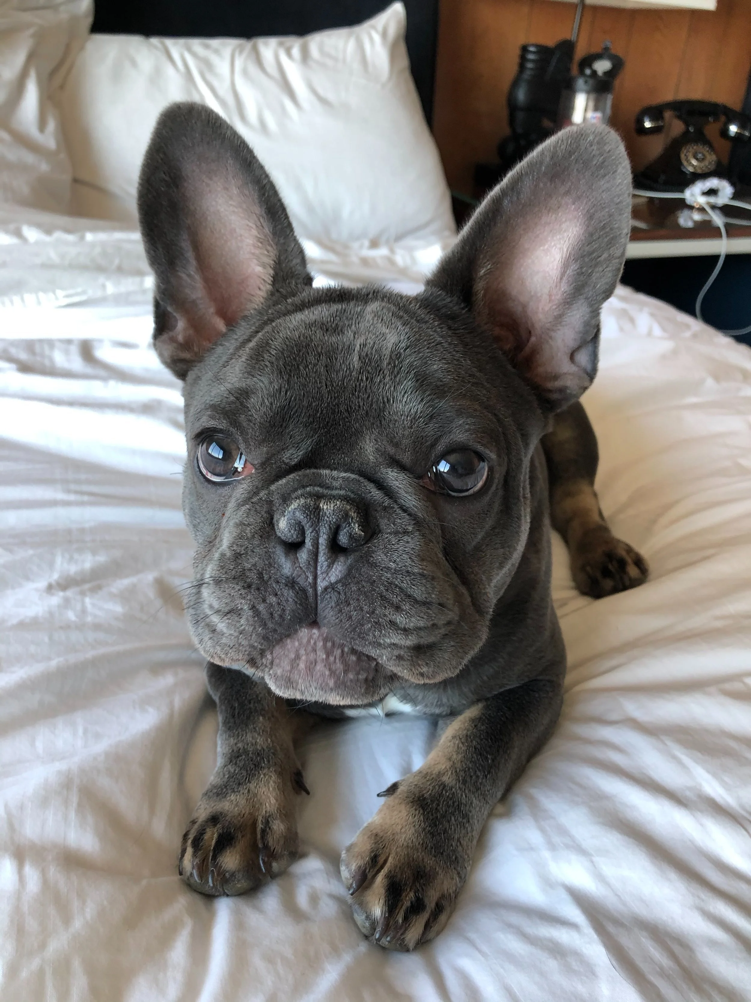 Adoption — Regal Frenchies by Renelisa