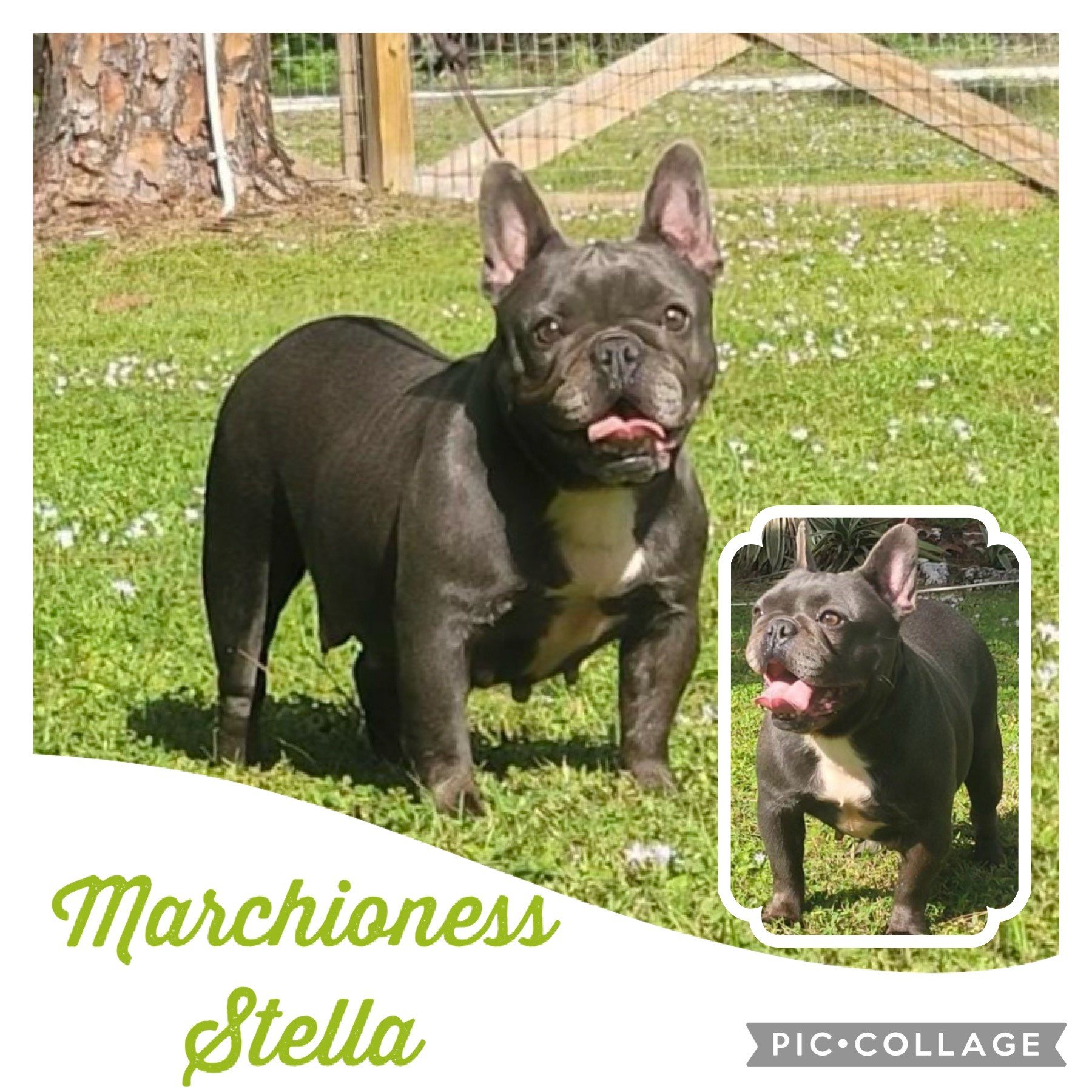 Our Frenchie Family — Regal Frenchies by Renelisa