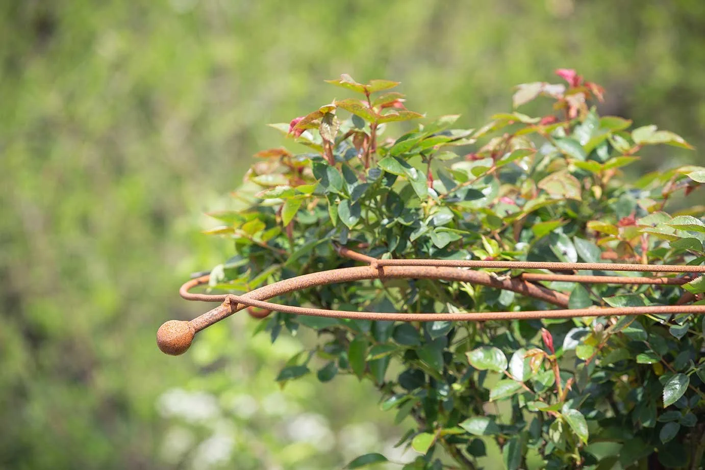 Muntons Traditional Plant Supports