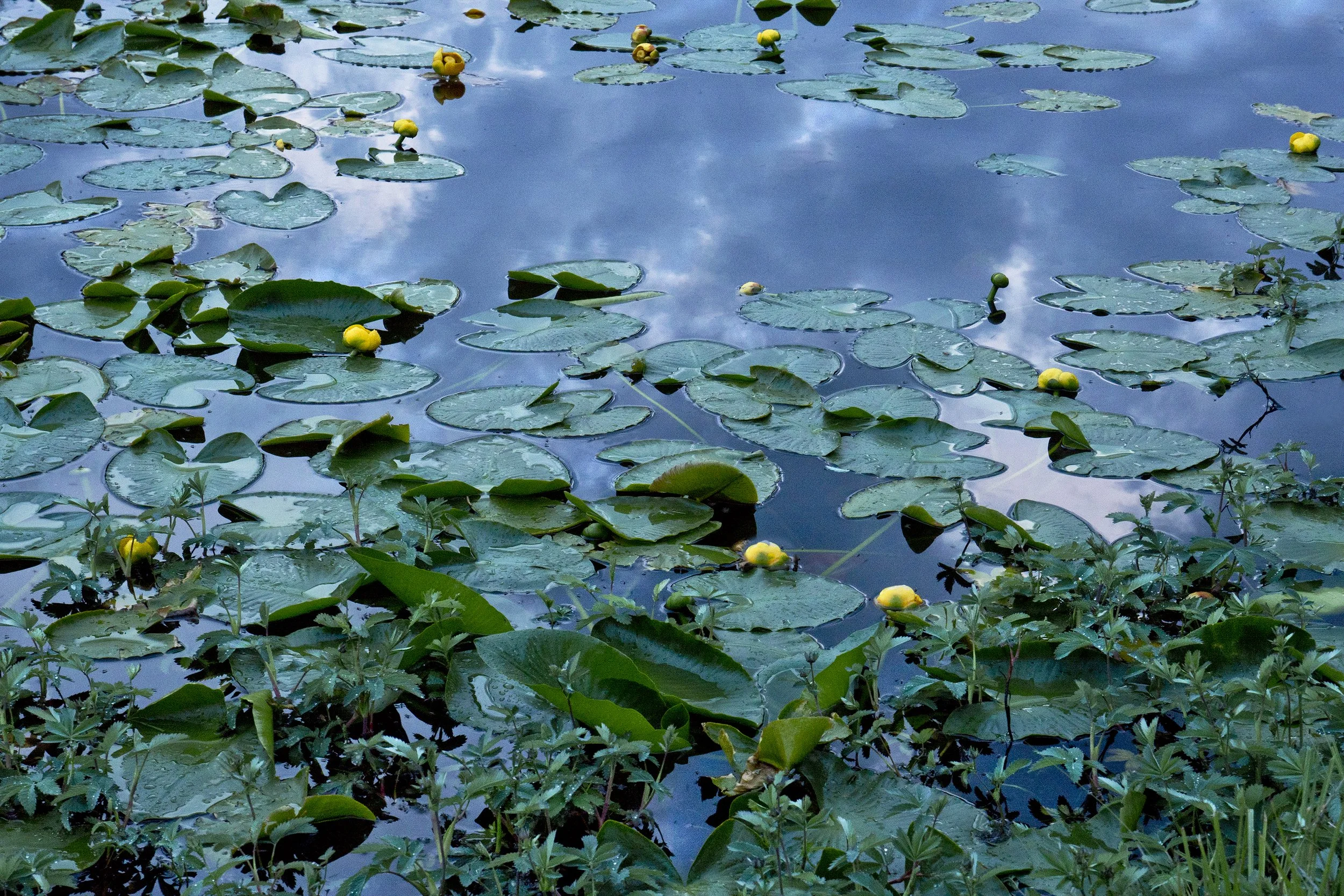 Pond Reflections — ImageEssence