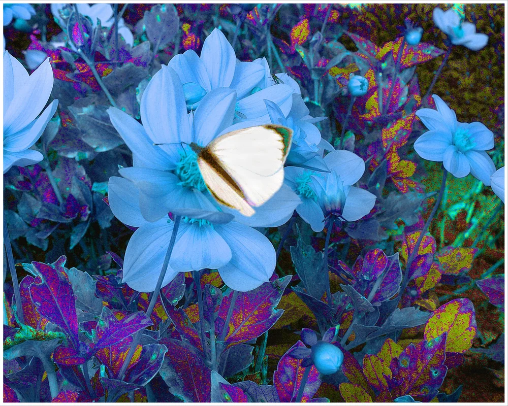 Flutterfly I — ImageEssence