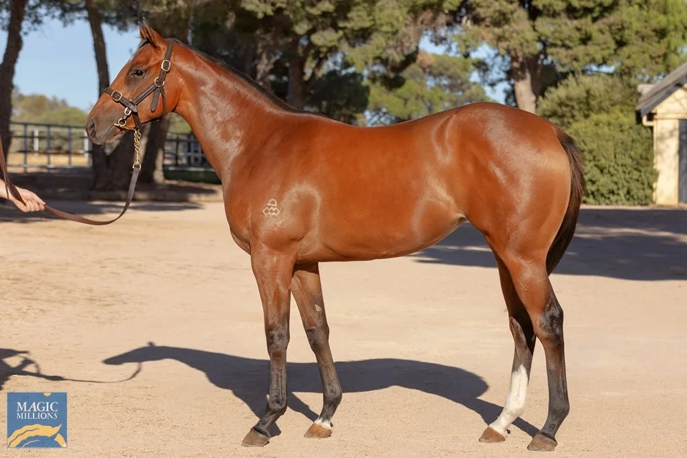 Horses Available — Pulse Racing TBS