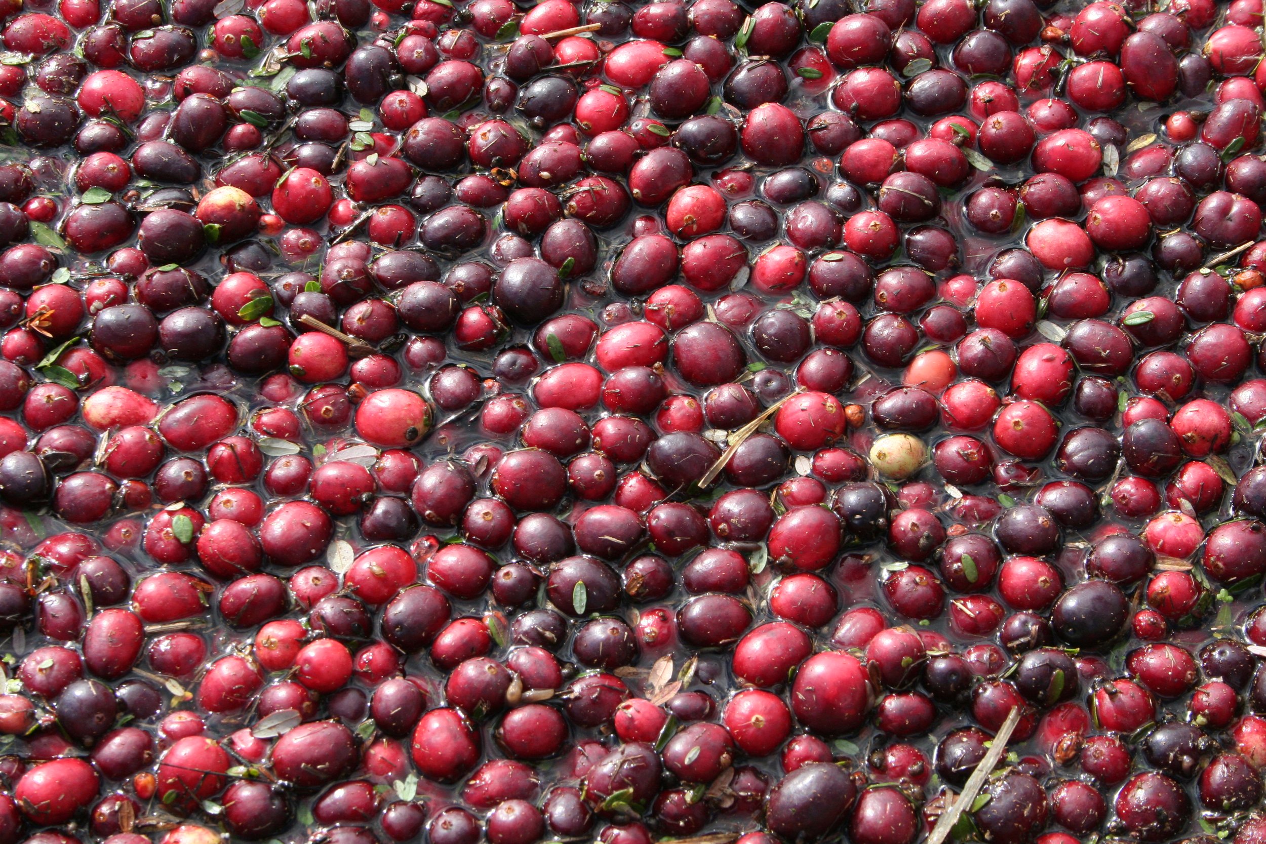 Gallery — Cranberry Learning