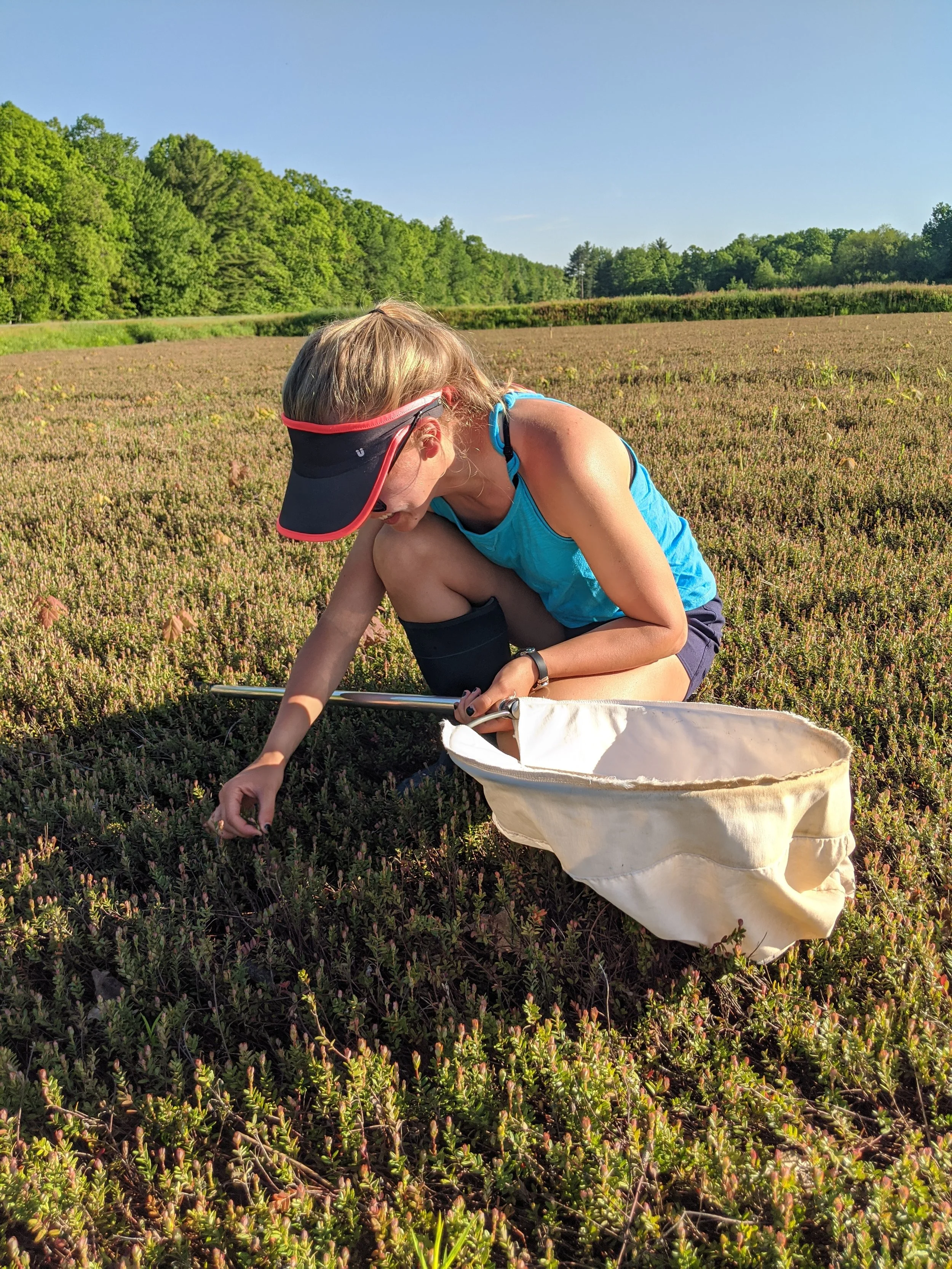 Cran-Career Spotlight: Crop Scout — Cranberry Learning