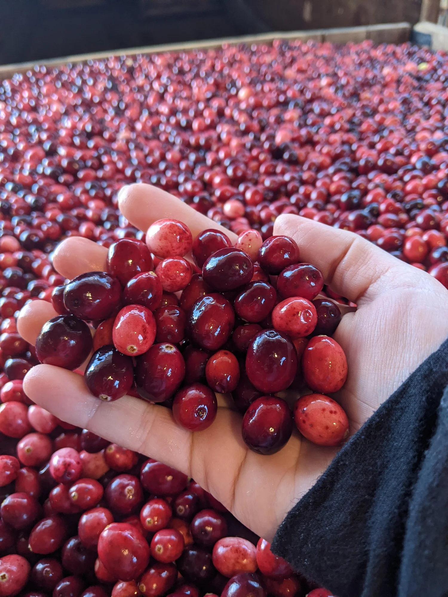 Gallery — Cranberry Learning