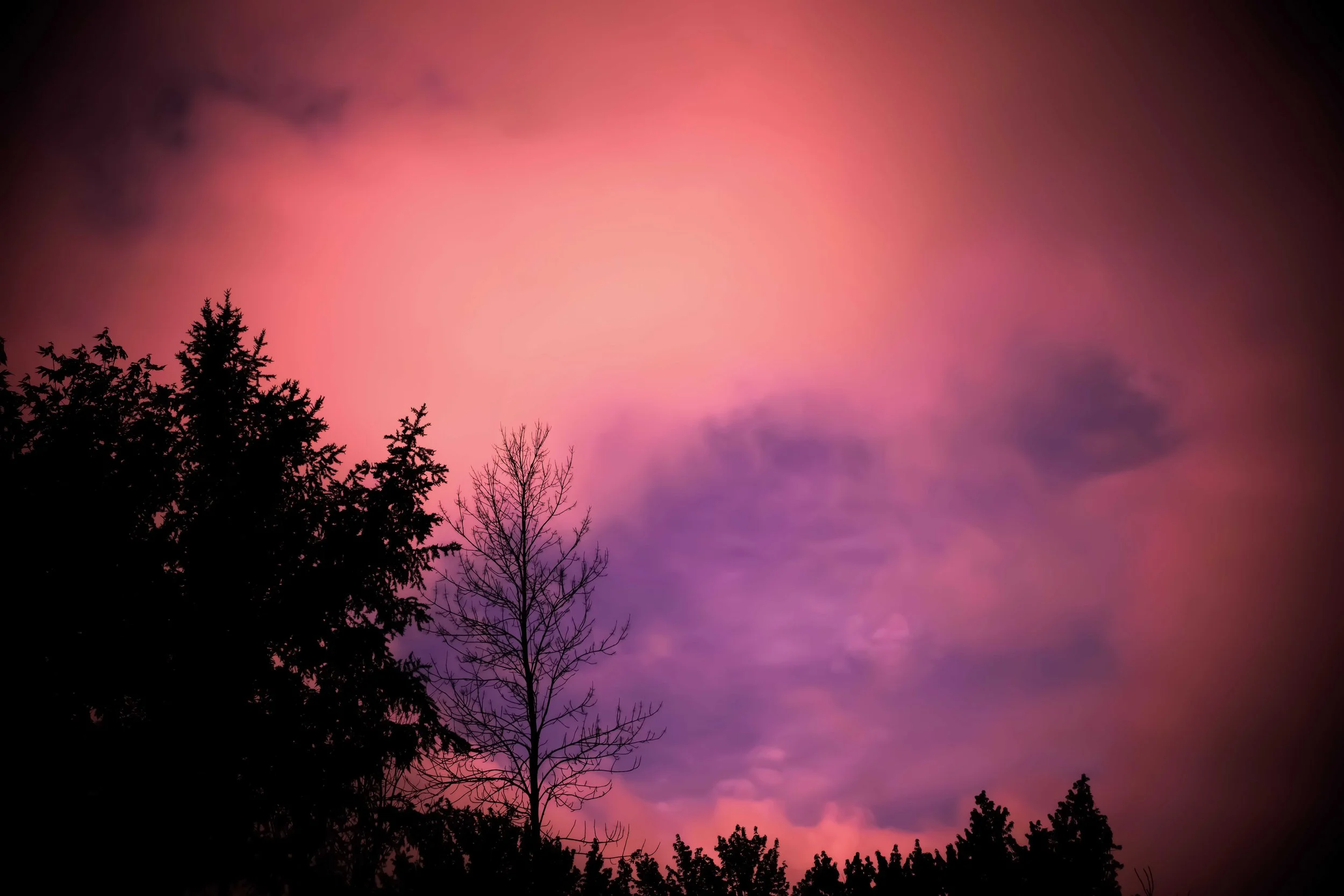 PEGGY’S TREES — The Dart Gallery