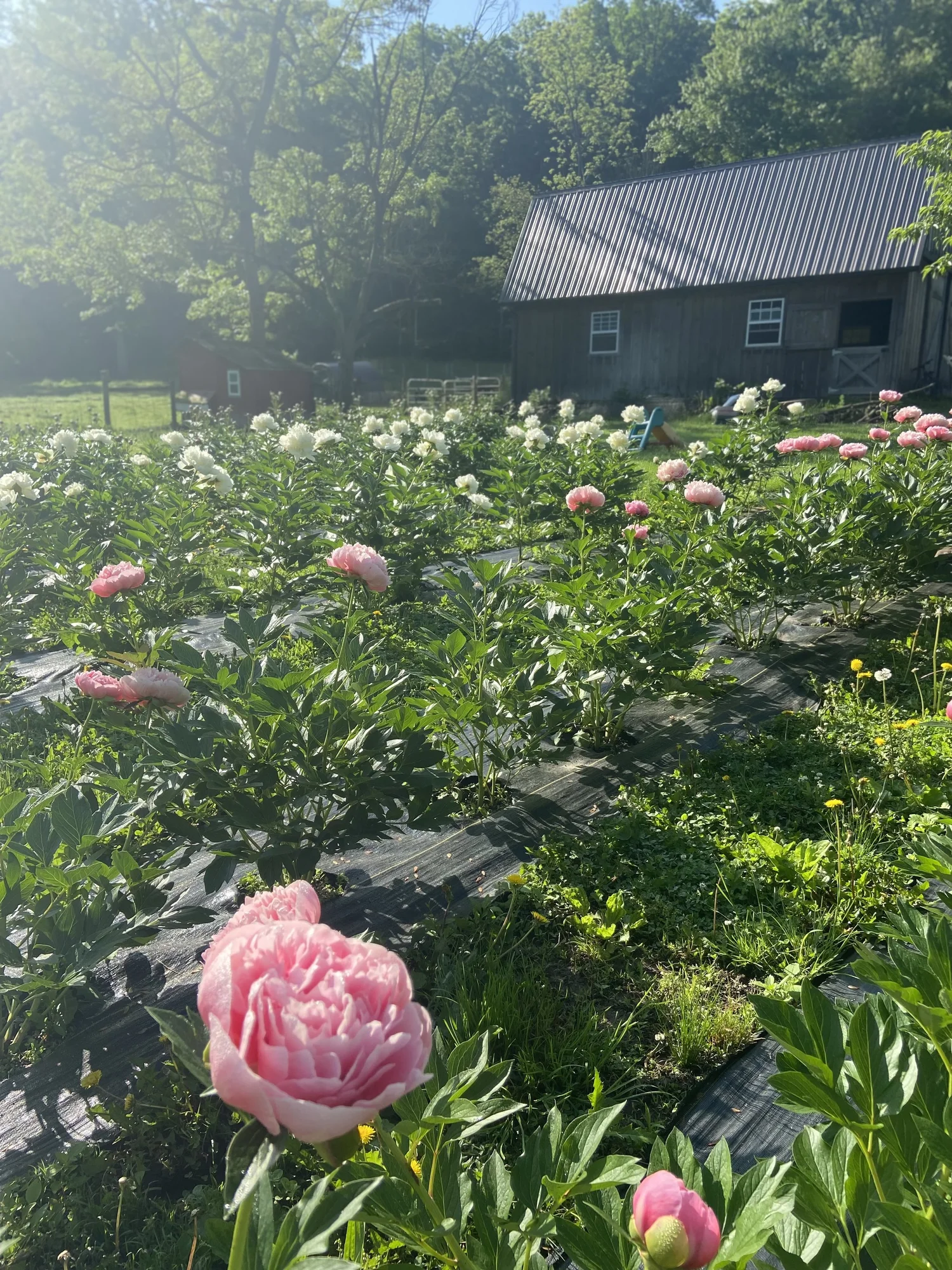 Hopewell Flower Farm