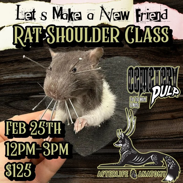 Rat Shoulder Mount Class with Afterlife Taxidermy — Cemetery Pulp