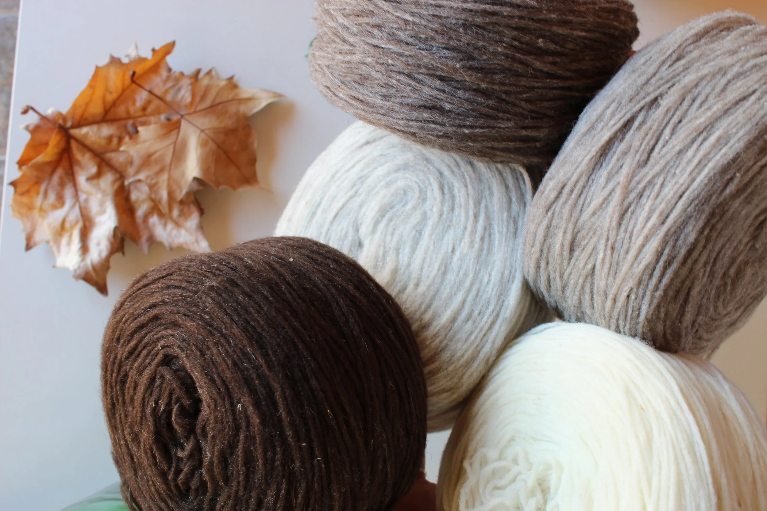 WOOLDREAMERS