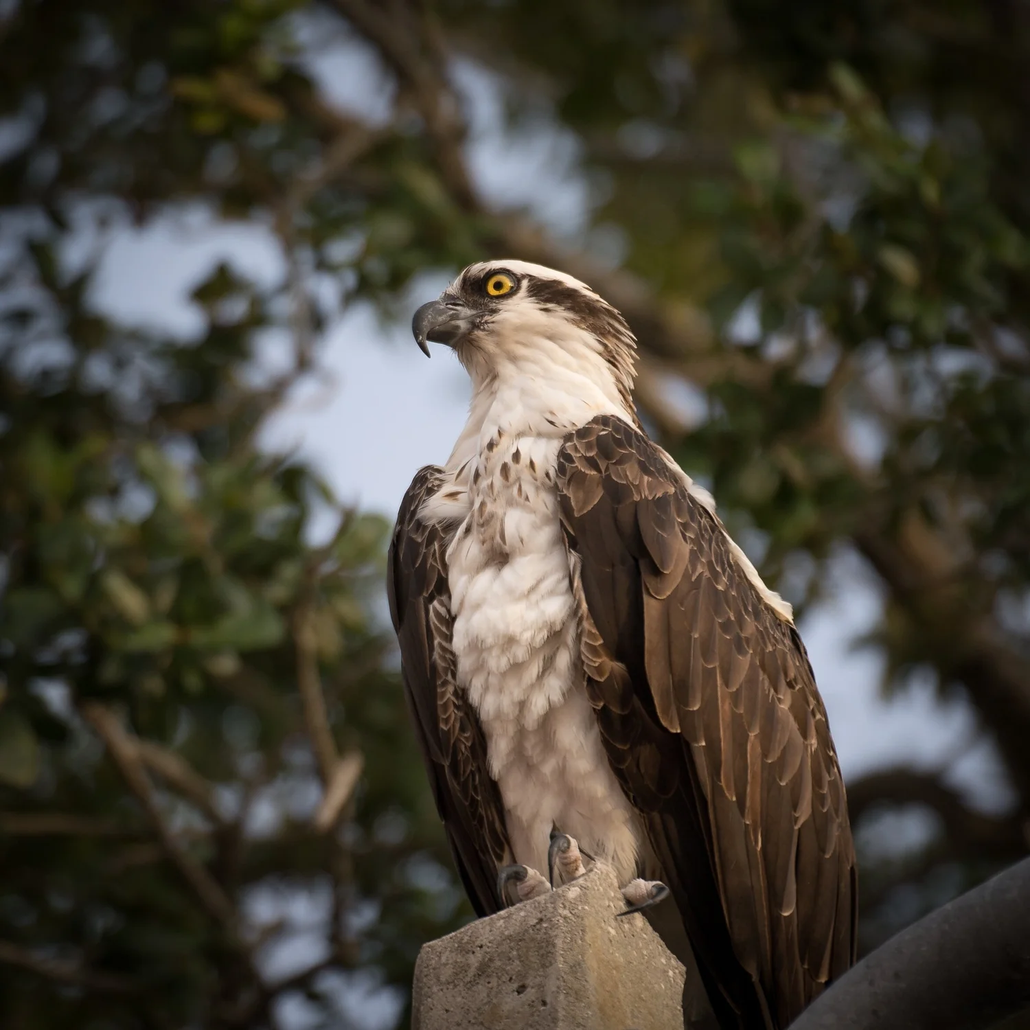 Osprey project — Kernow Conservation