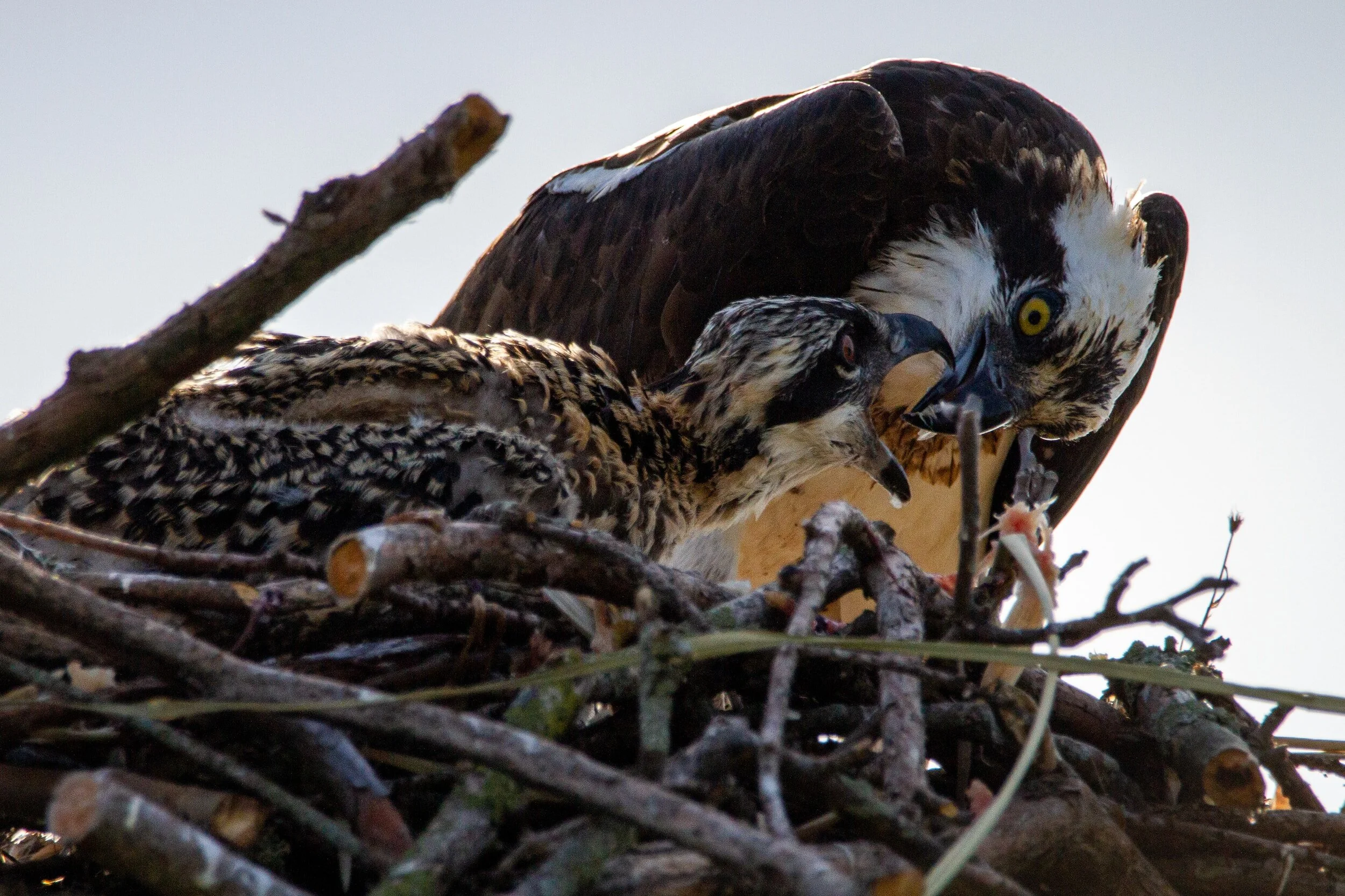 Osprey project — Kernow Conservation