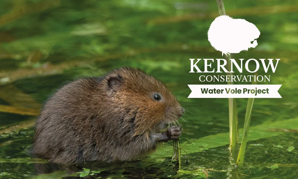 Water Vole Appeal — Kernow Conservation
