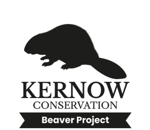 Beaver Project — Kernow Conservation