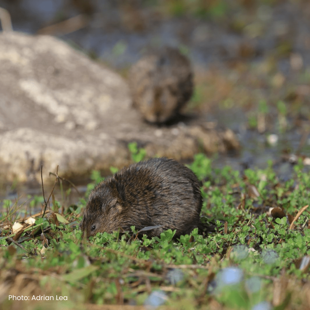 Water Vole Project — Kernow Conservation