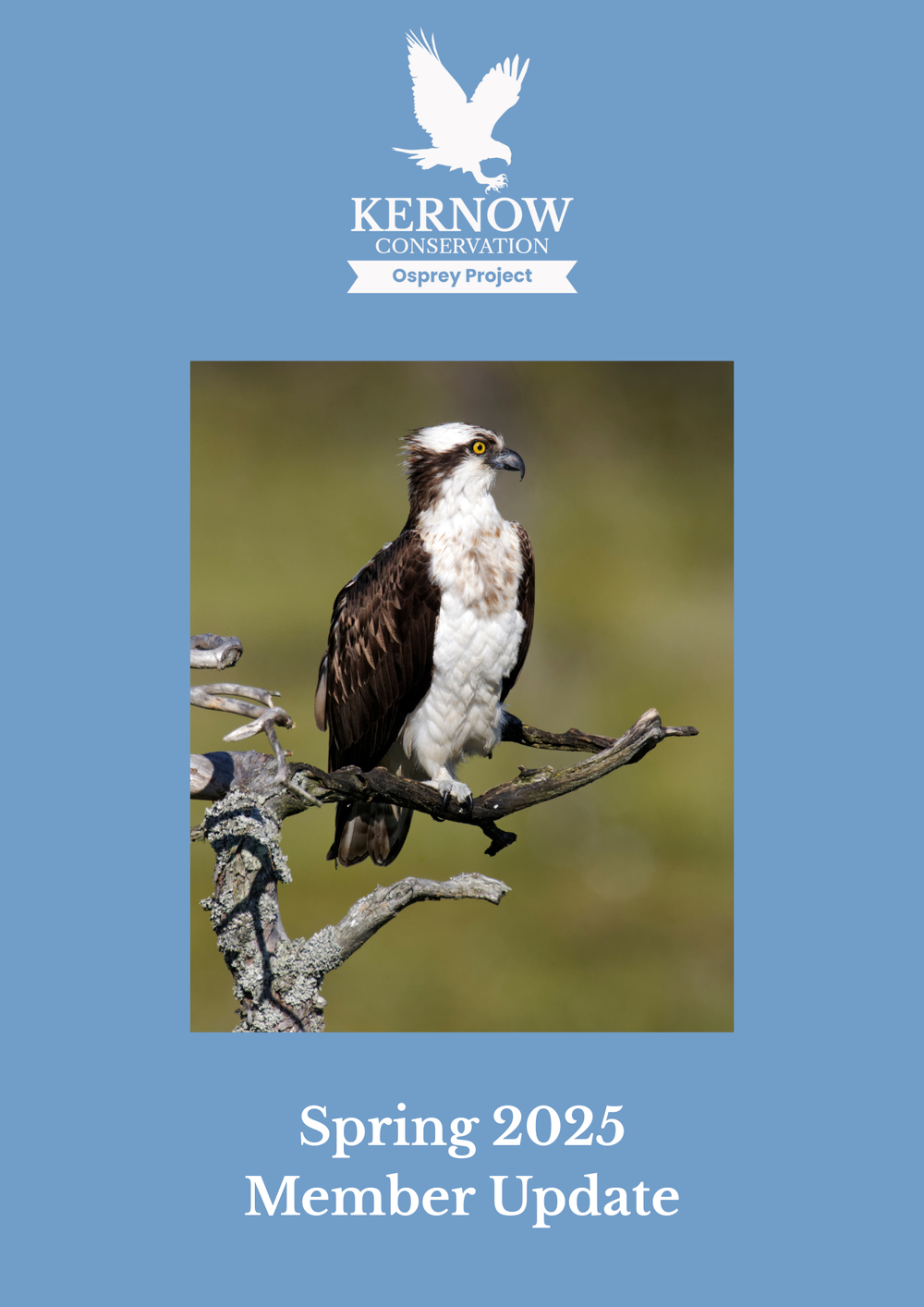 Osprey project — Kernow Conservation