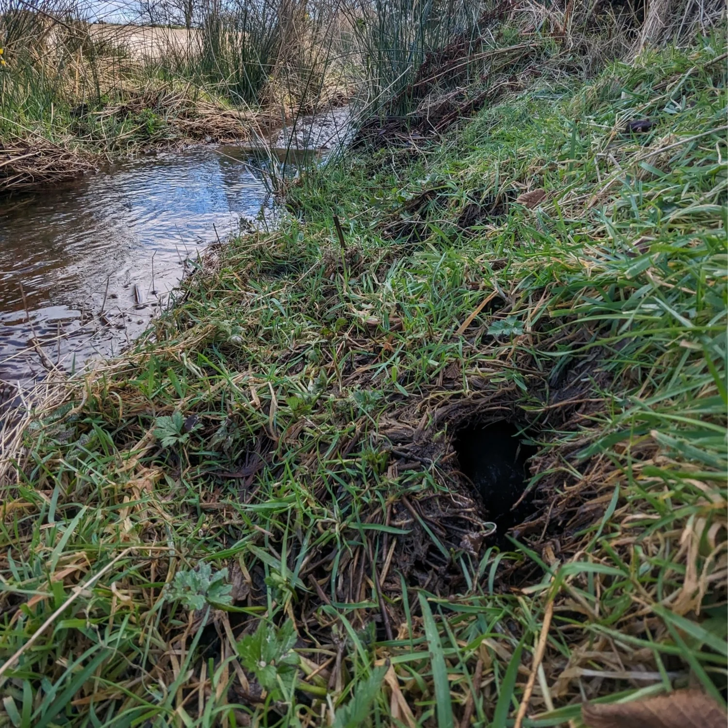 Water Vole Project — Kernow Conservation