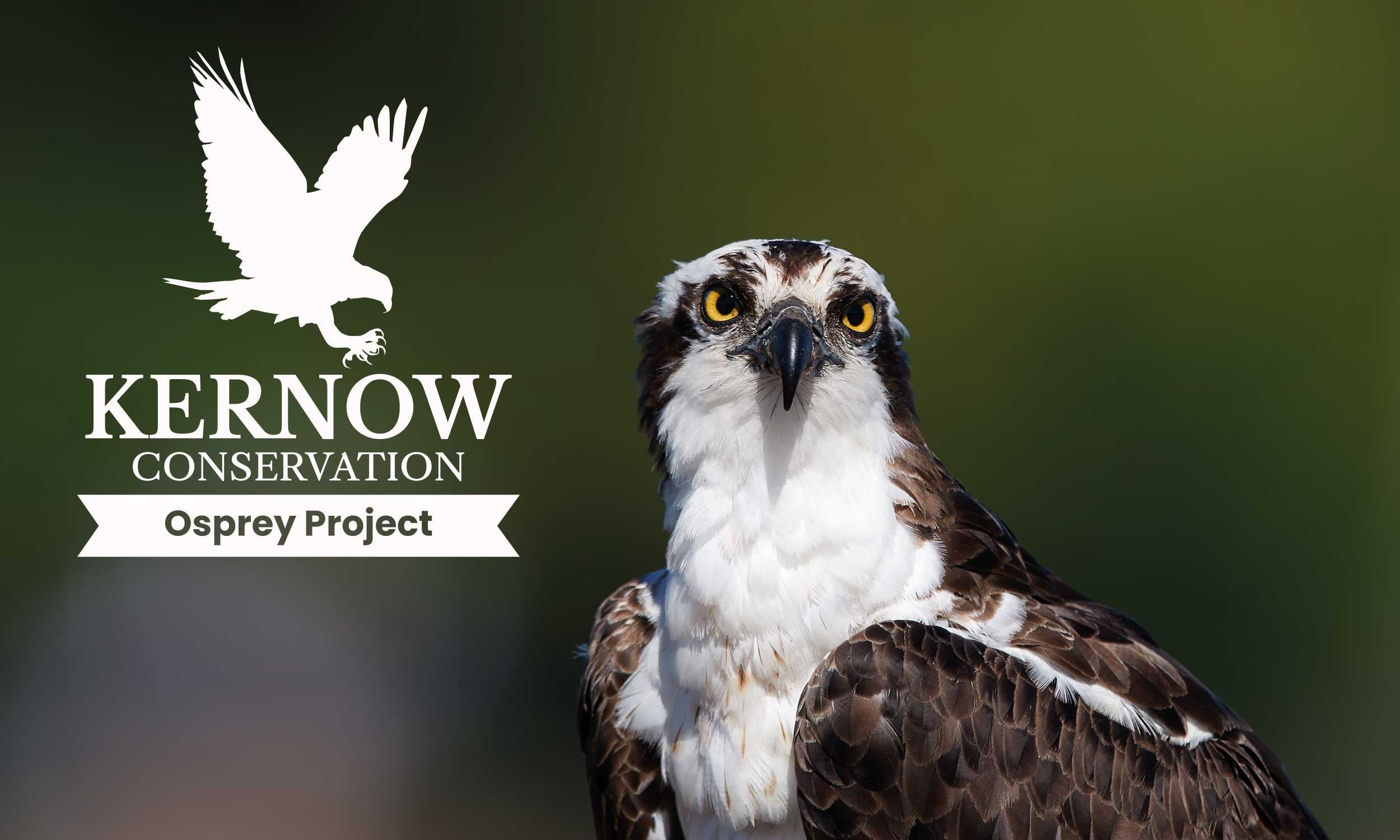 Osprey project — Kernow Conservation
