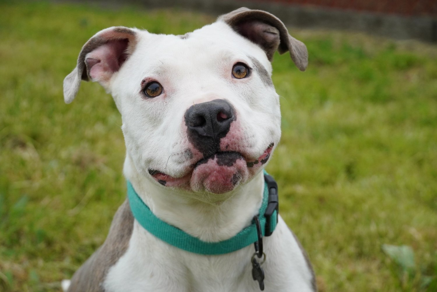 Soul2Soul Animal Rescue