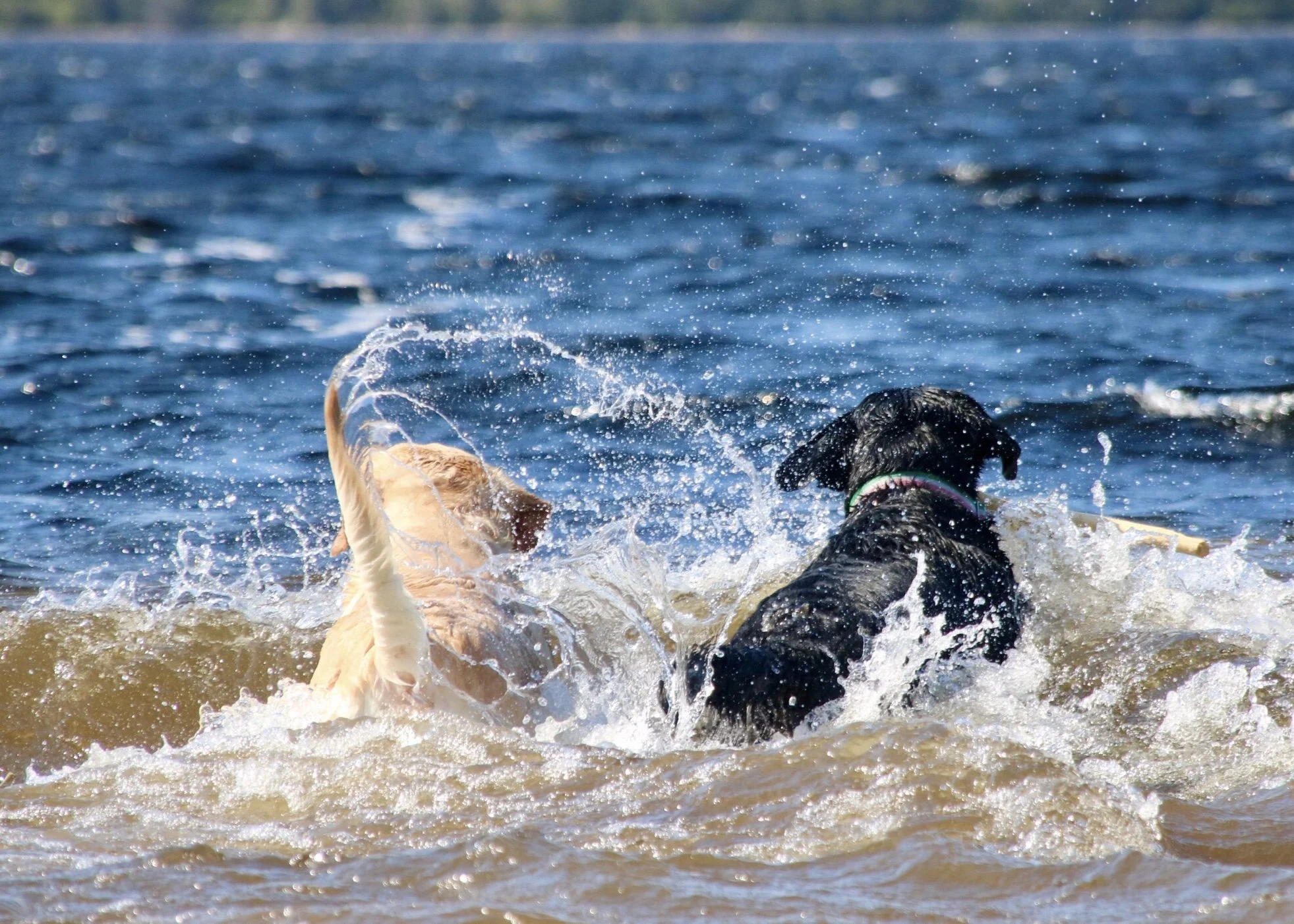 Labrador Retriever's Diving — Product of Newfoundland