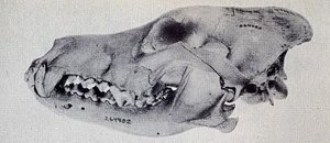 The Wolves of Newfoundland — Product of Newfoundland