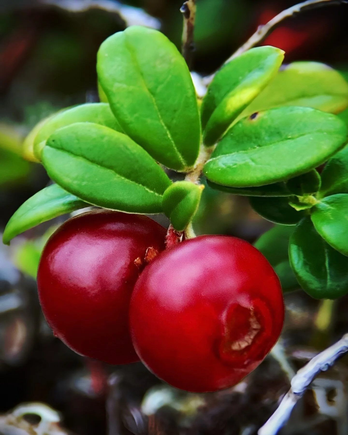 The Blimp That Blew Away — Product of Newfoundland