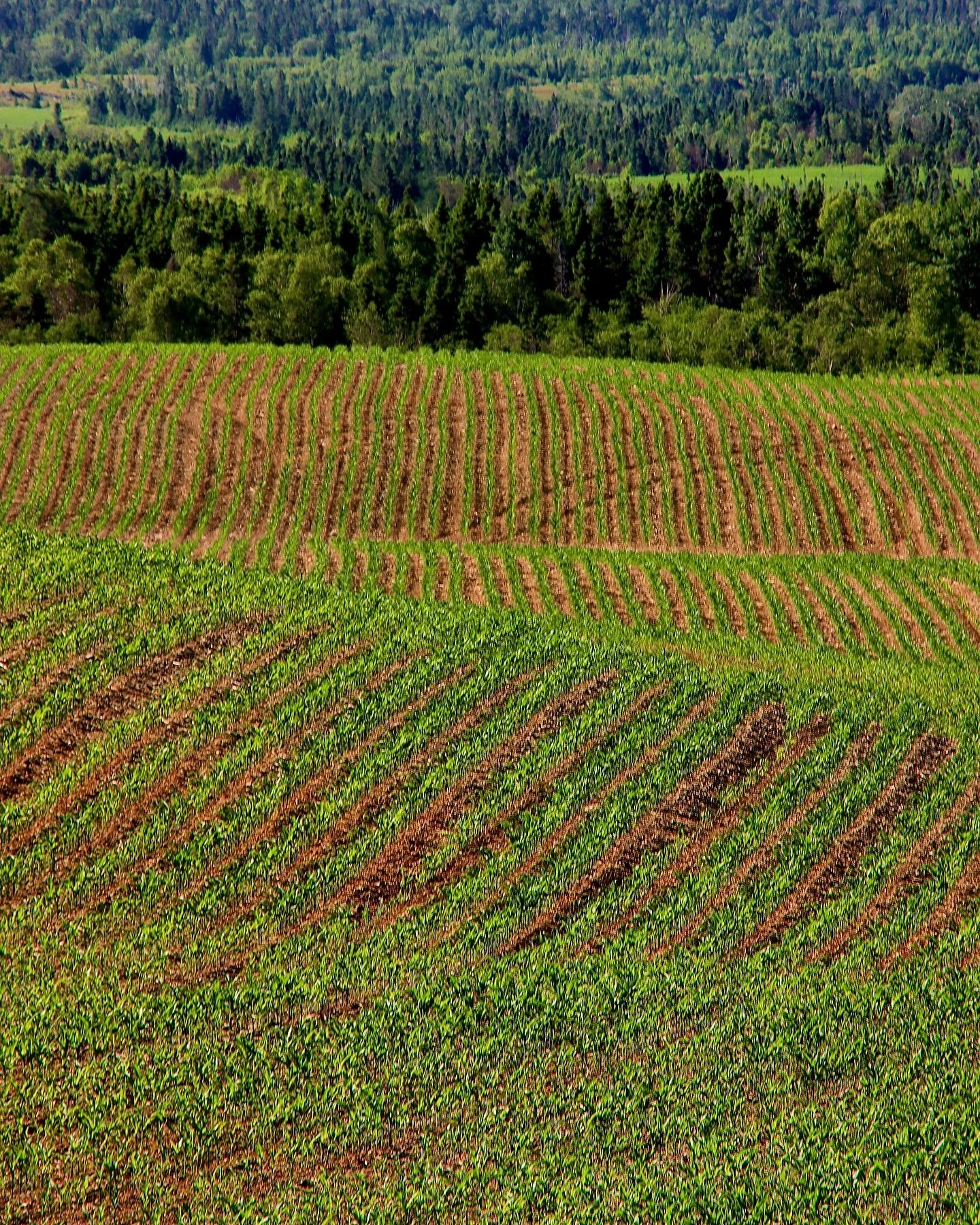 The Restless Corpse of La Poile — Product of Newfoundland